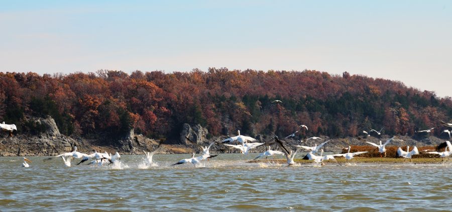 White Pelicans at Truman Reservoir - Ozarks Walkabout