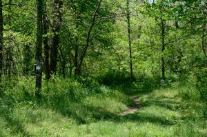 Photo gallery: Busiek State Forest and Wildlife Area - Ozarks Walkabout