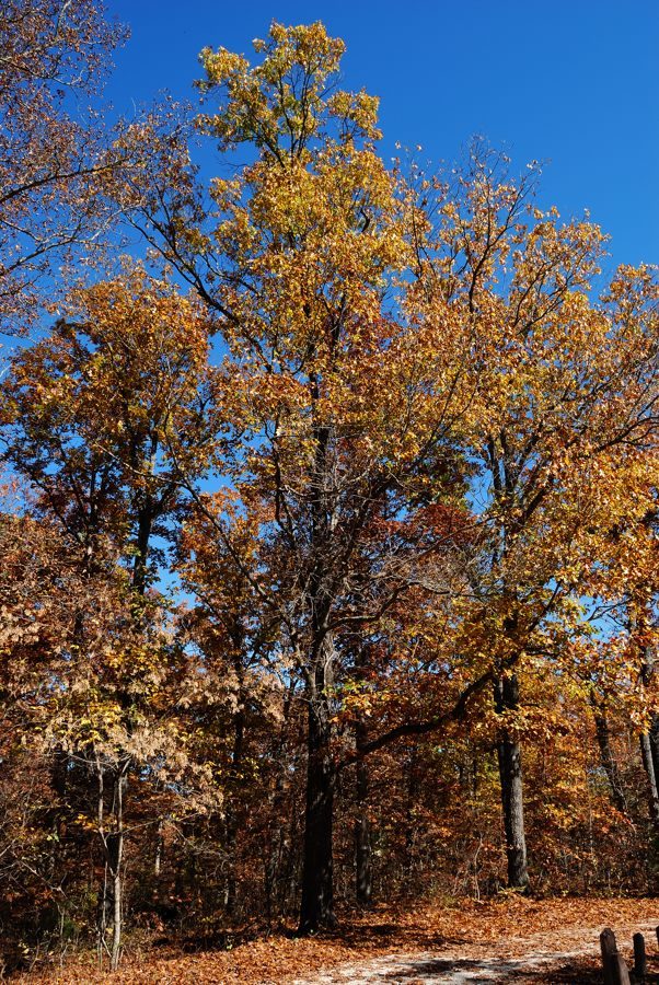 Glade Top Trail - Mark Twain National Forest - Taney County & Ozark ...