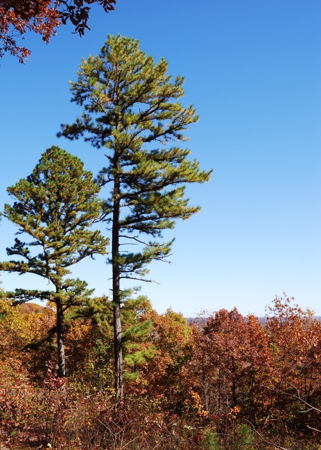 Glade Top Trail - Mark Twain National Forest - Taney County & Ozark ...